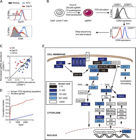 Genome Wide Crispr Screen Correctly Identifies Known Regulators Of