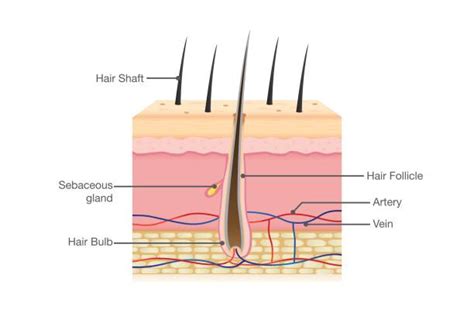 1 000 Hair Follicle Diagram Stock Illustrations Royalty Free Vector