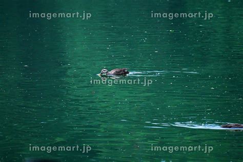 かもの写真素材 [254292960] イメージマート