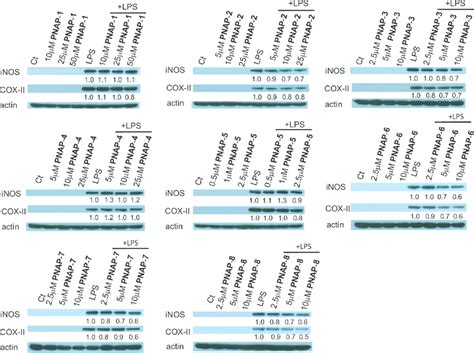 Effects Of Pnaps On Inos And Cox Ii Expression In Lps Stimulated Raw