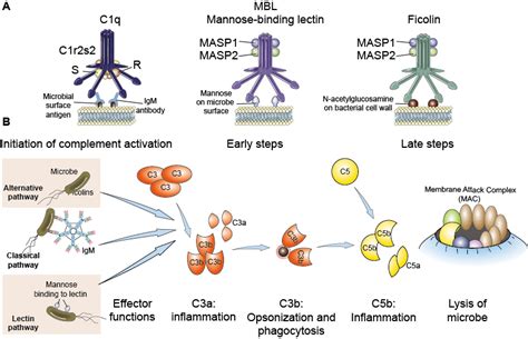 Complement System Creative Diagnostics