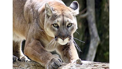 Commission Approves Final Rule Prohibiting The Transfer Of Big Cats