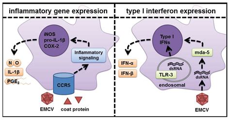 Macrophage Expression Of Inflammatory Genes In Response To Emcv Infection