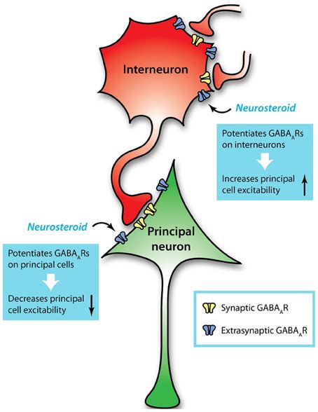 Frontiers The Impact Of Tonic Gabaa Receptor Mediated Inhibition On