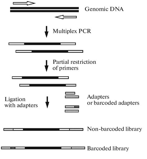 The Scheme Of Preparation Of Libraries For Sequencing Using Ampliseq