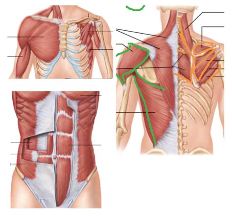 Thoracic And Abdominal Muscles Diagram Quizlet
