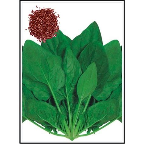 Super All Green Open Pollinated Spinach Seeds At Rs 135 Kilogram पालक