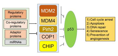 Ijms Free Full Text Essential Roles Of E3 Ubiquitin Ligases In P53