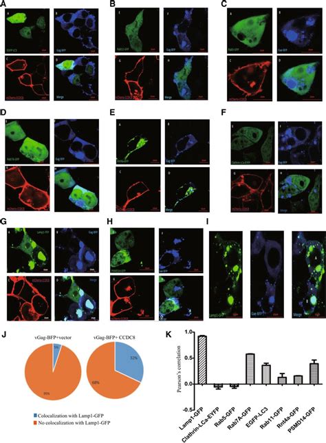 Localization Of Ccdc8 Mediated Internalized Hiv 1 Gag In Cellular