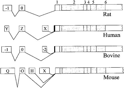 Schematic Representation Of The Major St6gal I Transcripts Expressed By