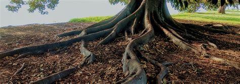 Tree Surface Roots Faqs Bower And Branch