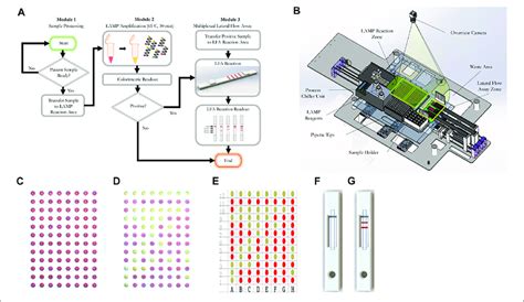 The Workflow Of Our Rt Lamp Lfia Prototype System And The Schematic