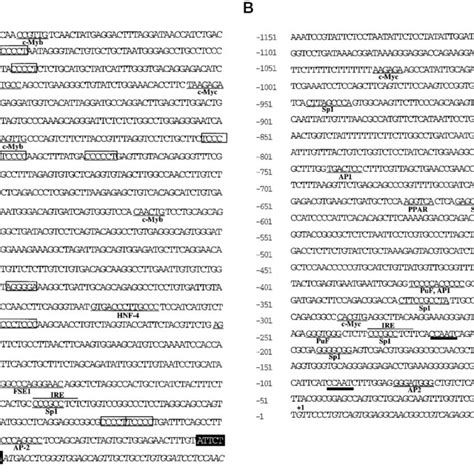 Nucleotide Sequence Of The 5 Flanking Region Of Exons 1b A And 1d