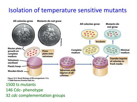 Ppt Yeast Cell Cycle Landmarks Powerpoint Presentation Free Download