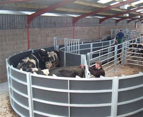 Fixed Cattle Handling Systems Cattle Facility Cattle Barn Designs