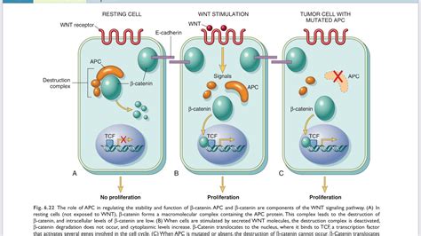 Wnt Signaling Pathway Apc Gene Adenomatous Polyposis Coli Robbins
