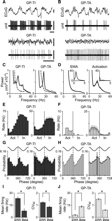 Dichotomous Firing Rates And Patterns Of Identified Neurons In External