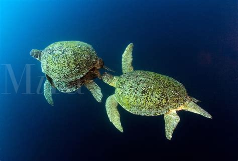 Mating Green Sea Turtles Chelonia Mydas Malaysia Mira Images