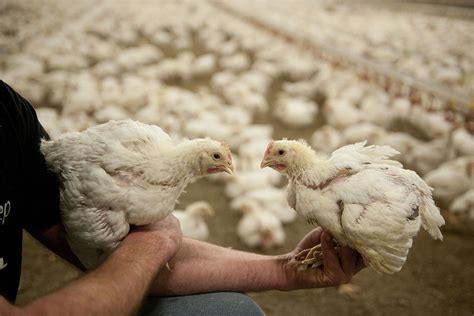 Importance Of Broiler Flock Uniformity Poultry World