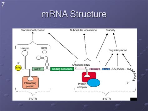 Ppt Eukaryotic And Prokaryotic Cells Powerpoint Presentation Free
