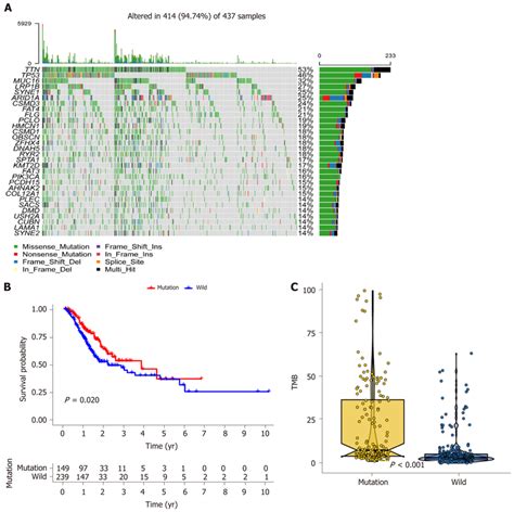 Muc16 Mutations In Relation To Prognosis And Tumor Mutation Burden A