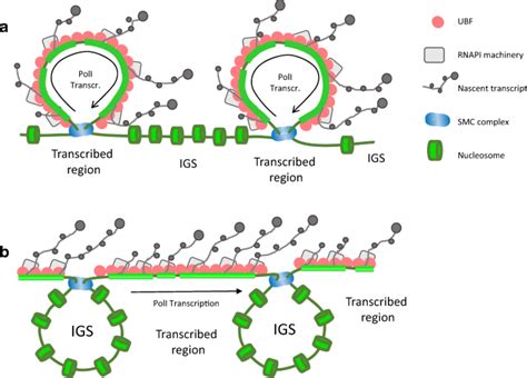 Ribosomal Dna And The Nucleolus In The Context Of Genome Organization