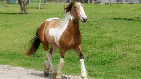 jester gypsy cob buckskin and white gelding for sale