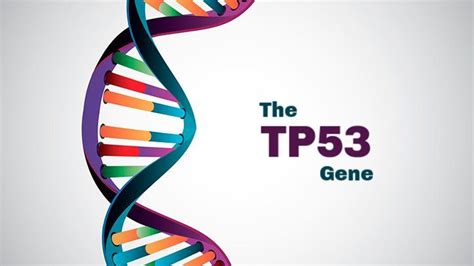 Tp53 Gene Mutation And Cancer Risk