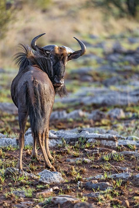 gnu looking back we also saw a few gnus early that mornin… tambako