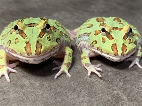 【未使用】 クランウェルツノガエル ミュータント？ 2匹 上陸したて 4 5センチの落札情報詳細 ヤフオク落札価格検索 オークフリー