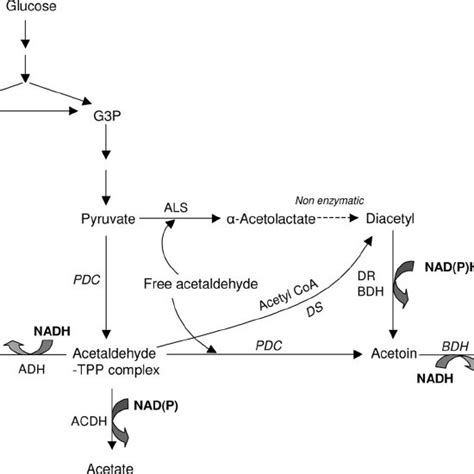 Schematic Representation Of Metabolic Pathways Implicated In Our Design