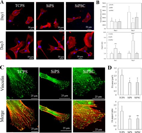 Hbmscs On The Surfaces Examined By Confocal Microscope A Represented