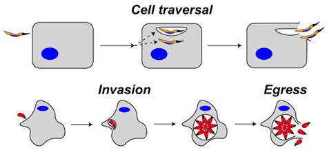 Toxins Special Issue Cellular Entry Of Binary And Pore Forming