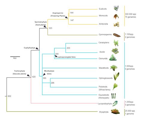 Land Plant Phylogenetic Tree Edrawmax Templates
