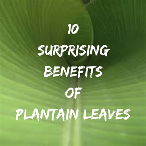 10 Surprising Benefits Of Plantain Leaves For Skin Hair And Health