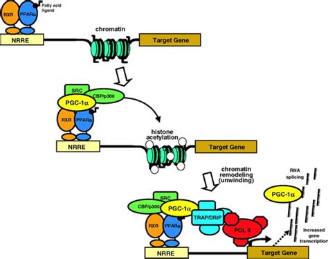 Peroxisome Proliferator Activated Receptor γ Coactivator 1 Pgc 1