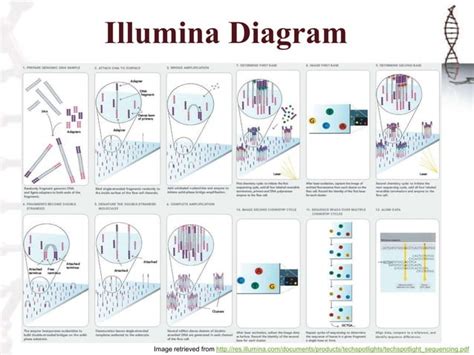 Illumina Sequencing Ppt