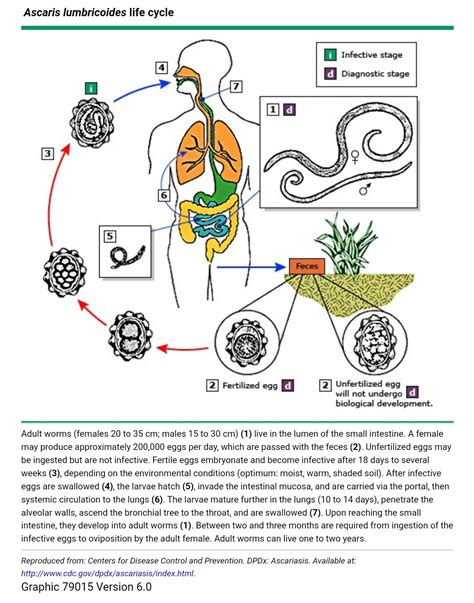 Ascaris Lumbricoides Lifecycle Ascariasis Round Worm Life Cycle Porn