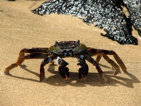 画像14枚目： ブラジルの世界遺産の島！世界一美しい「サンチョ湾」のビーチとは？｜ Taptrip