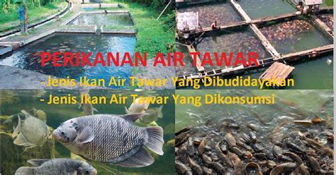 Pengertian Perikanan Air Tawar Beserta Jenis Jenis Ikan Air Tawar