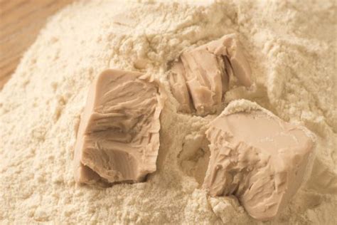 Is Yeast A Fungus Std Gov Blog