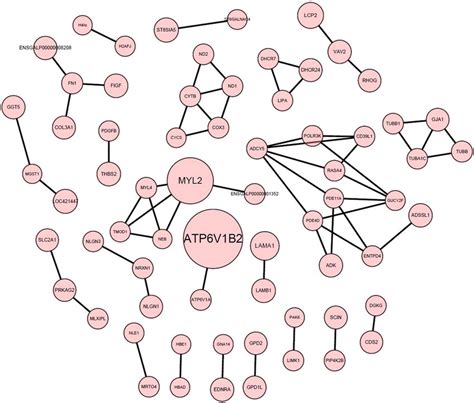 Map Of Protein Protein Interaction Networks In Pituitary The Node Size