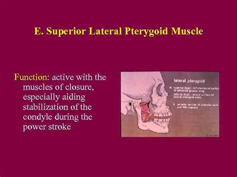 Masticatory Anatomy The Muscles Of Mastication