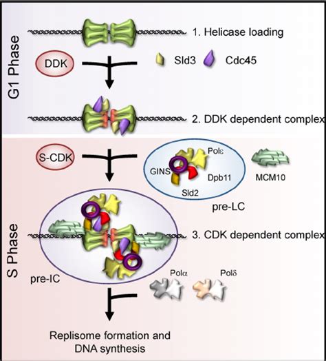 Schematic Representation Of The Initiation Of Replication In Late