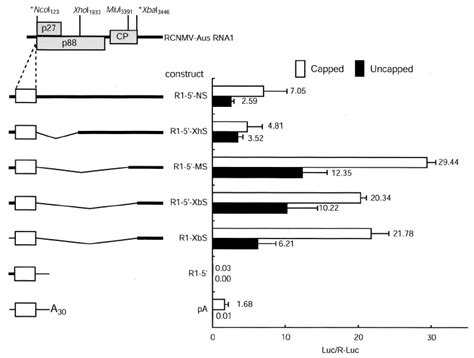 Mapping Of The Rcnmv Rna1 Sequences Involved In Cap Independent