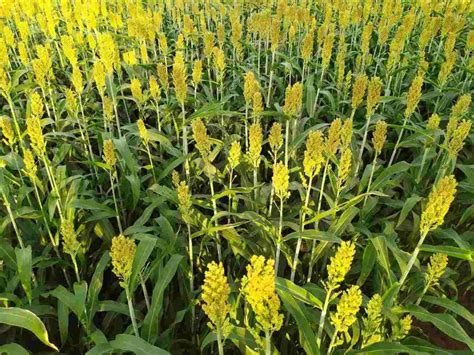 Crop Yield Improvement Basics Tips And Ideas Agri Farming