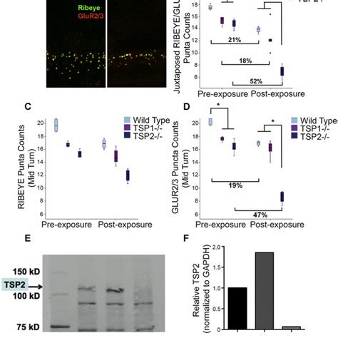 Evaluation Of Synapse Numbers In The Wild Type Tsp1 And Tsp2 Mutants