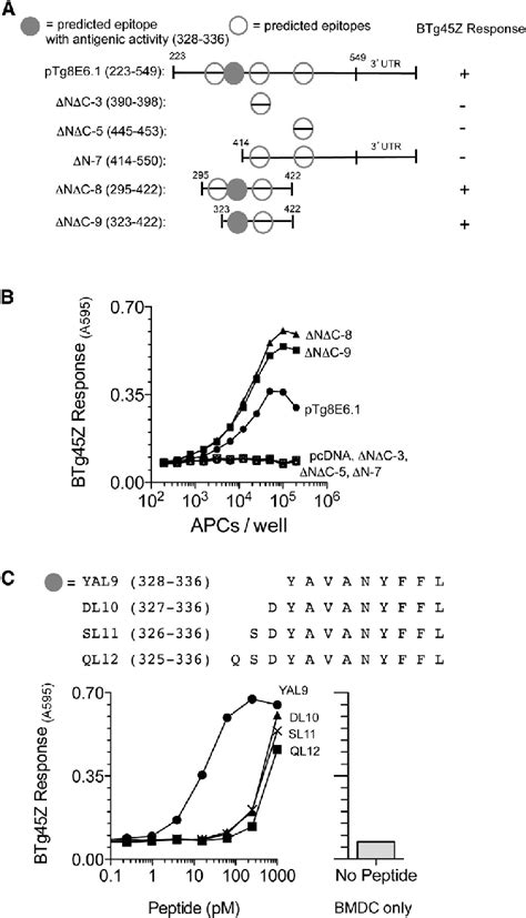 Identification Of The Antigenic Epitope Within Rop5iic That Stimulates