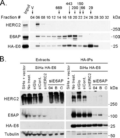 E6ap Bridges The Interaction Between E6 And Herc2 A E6ap And Hpv16