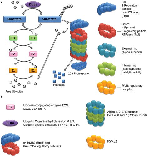 Frontiers Roles Of The Ubiquitin Proteasome System In The Effects Of